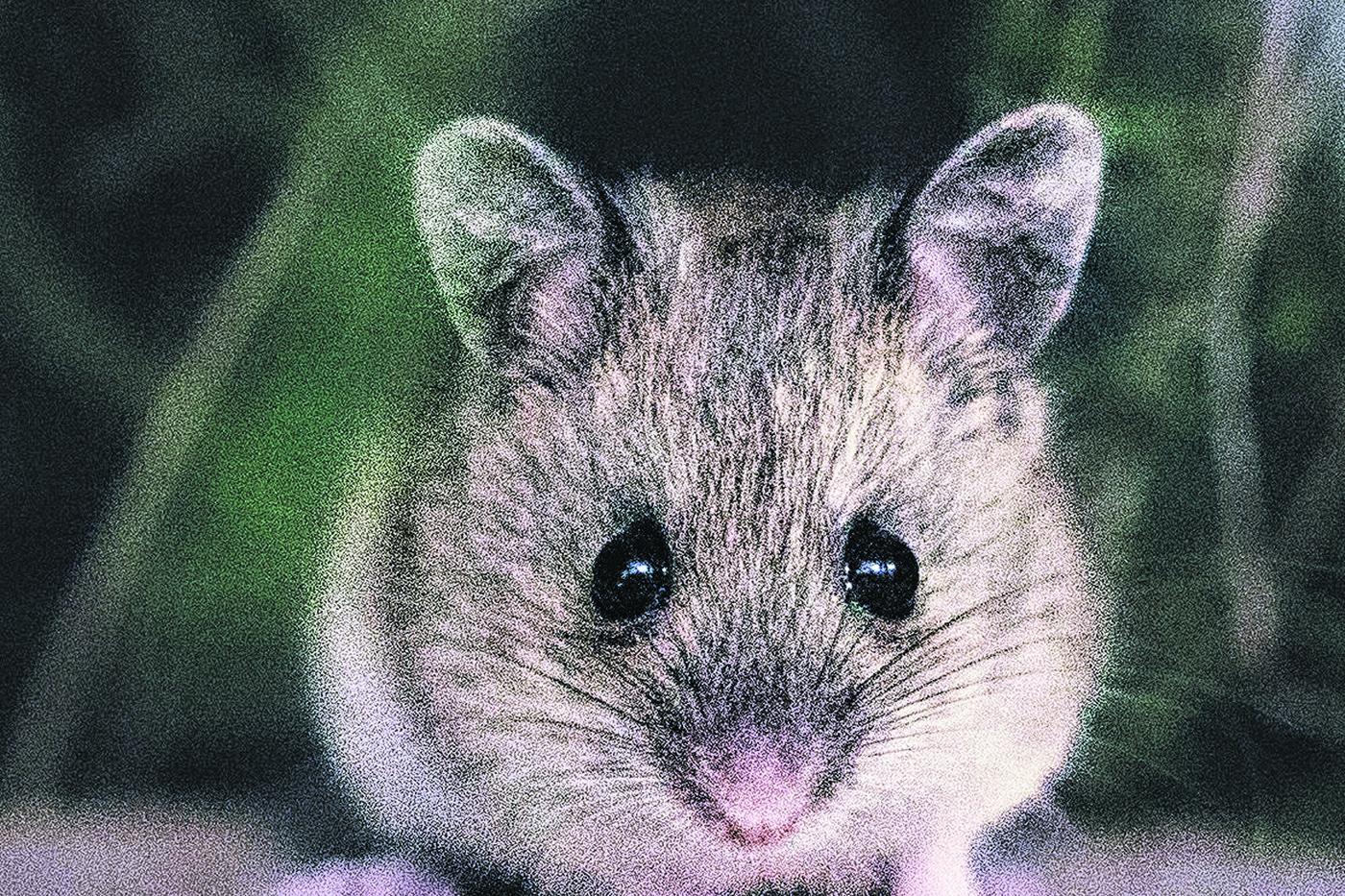 Rare local Dumpling Mice find confirmed by retired Tomingley farmer