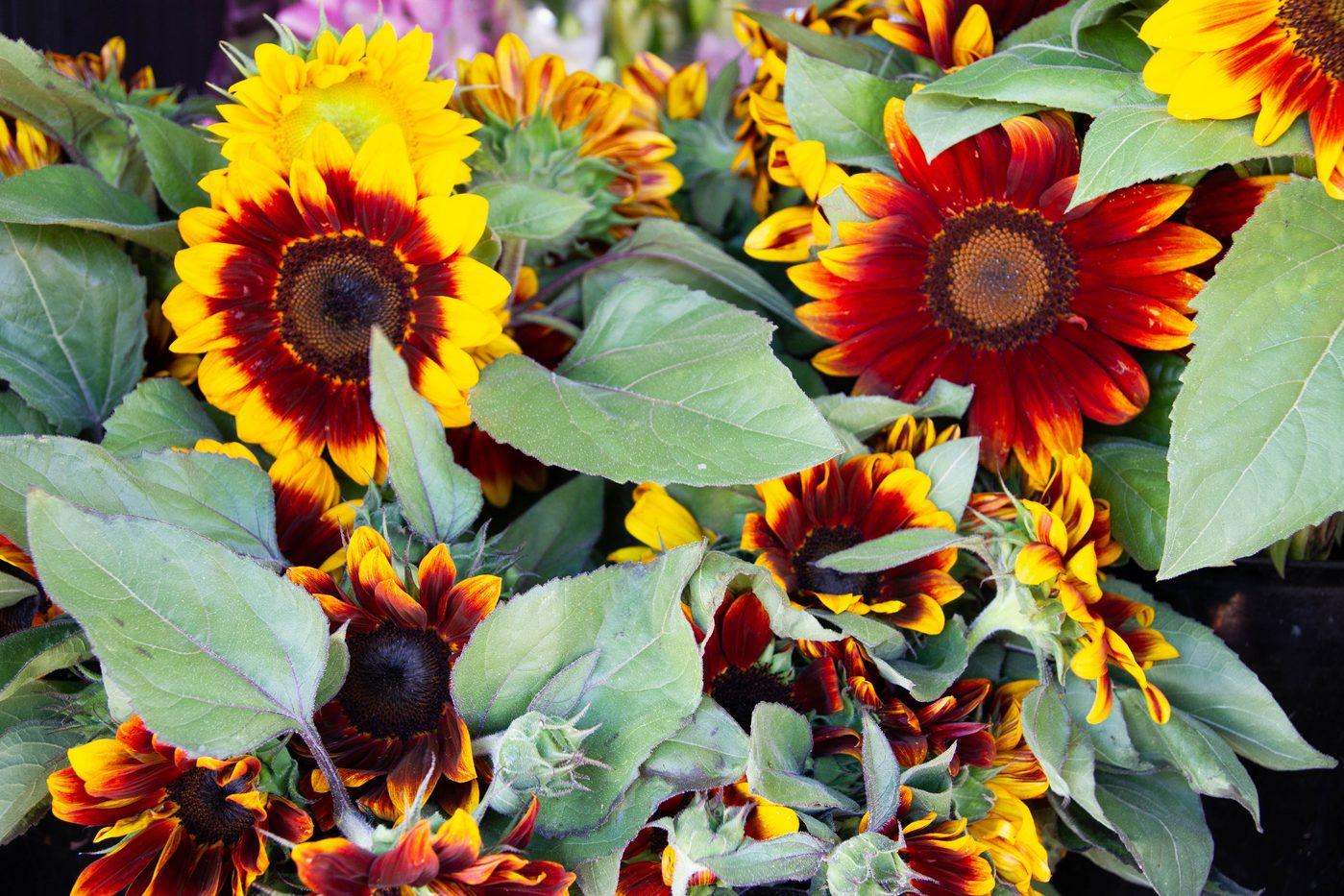 You’ll now discover Flowers Here