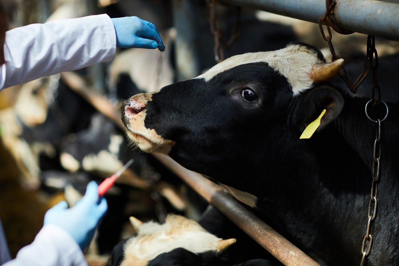 Vaccinate against Anthrax now to protect Central West sheep, cattle