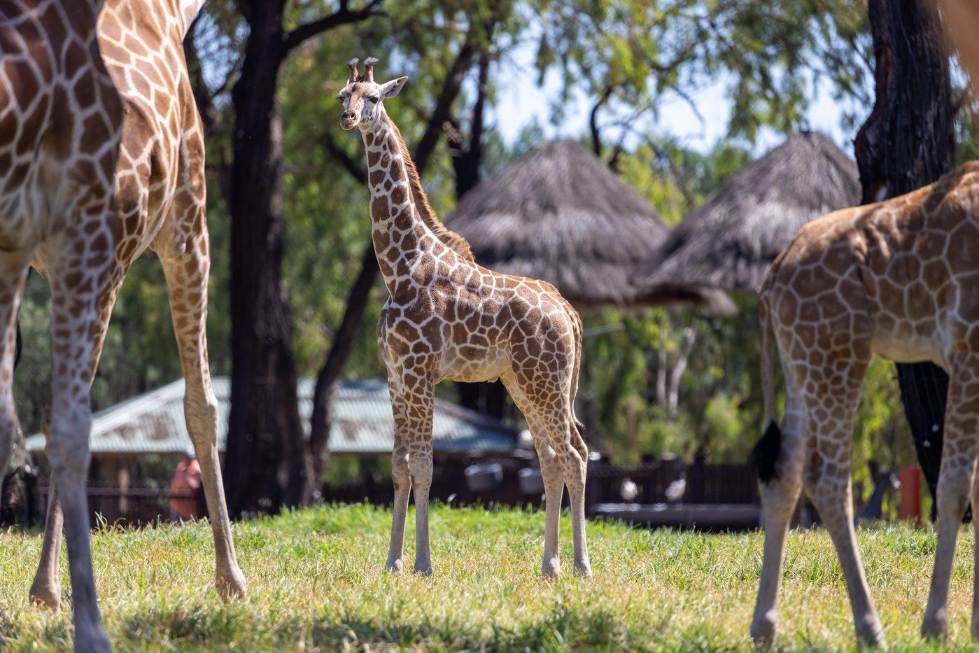 ‘Strong man’: Zoo names new giraffe calf ‘Chacha’