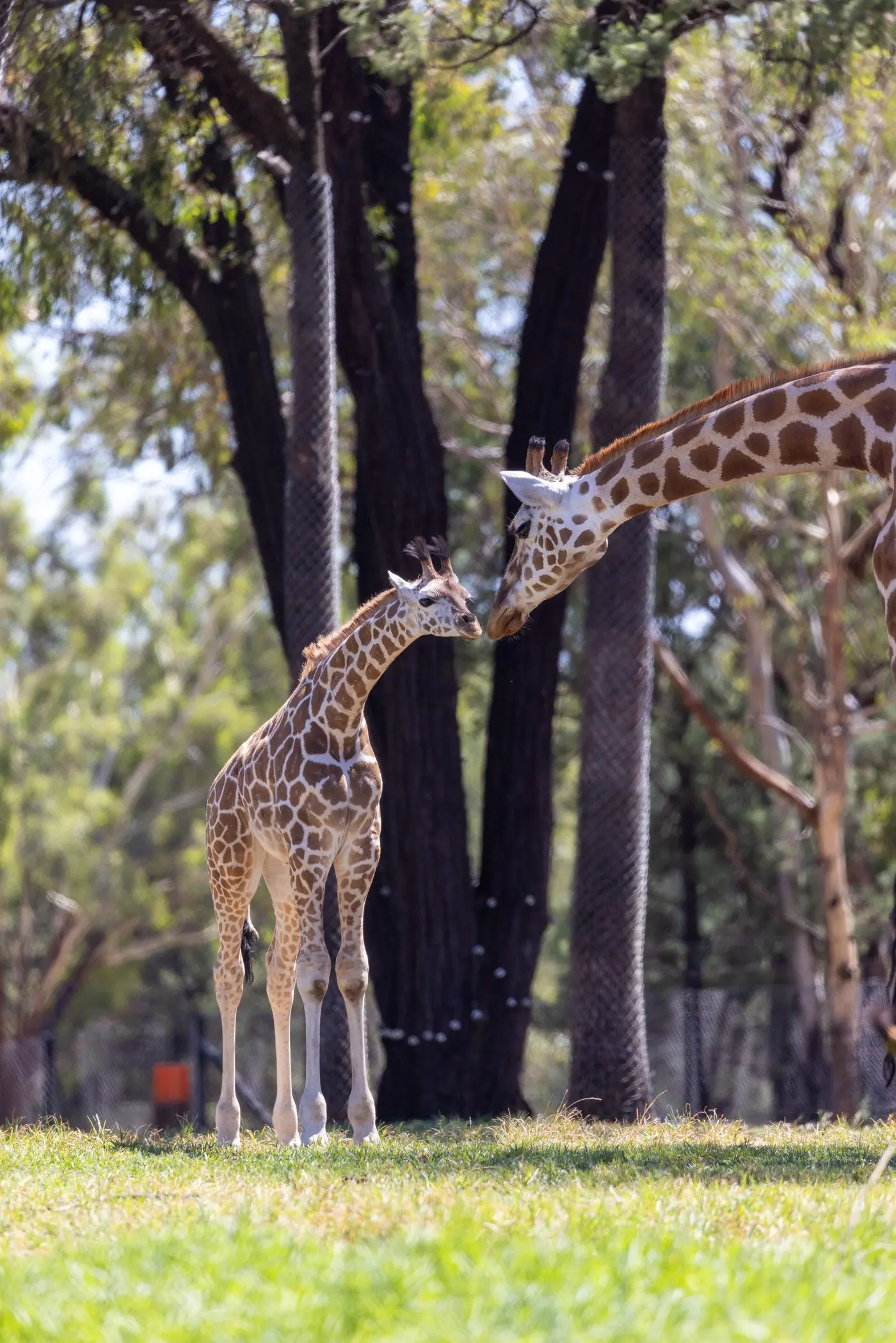 Zoo’s fourth Giraffe calf born named Chacha after public vote