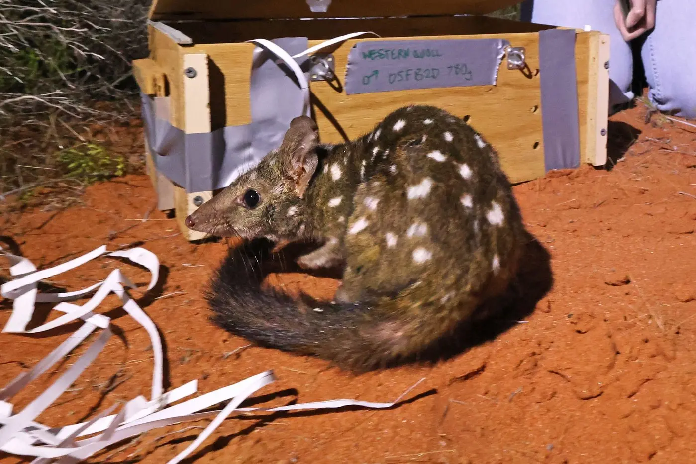 Western Plains Zoo returns rare quoll to remote national park