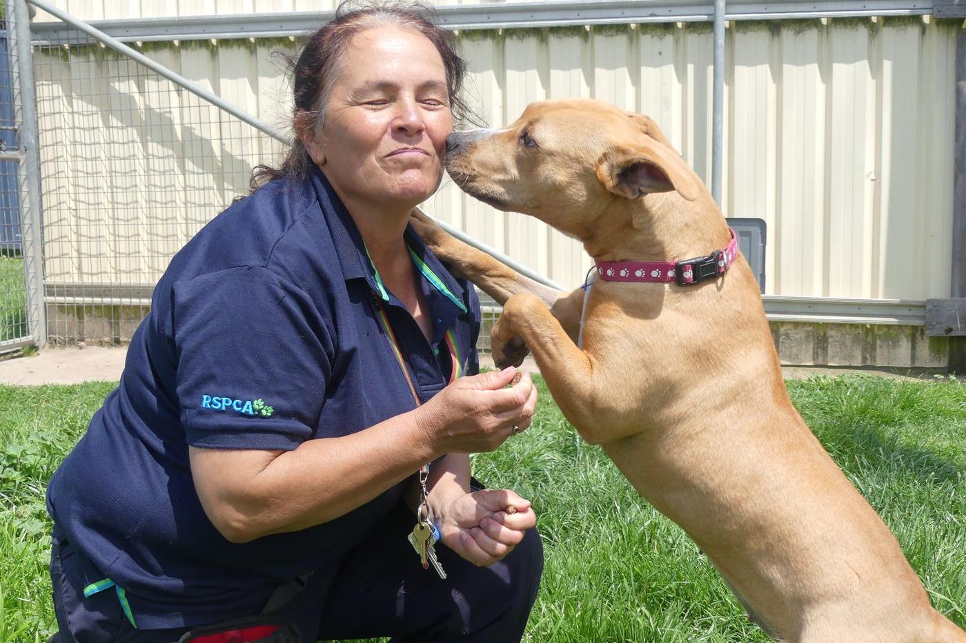 Dogs caught up in an animal rehoming 'crisis': inquiry