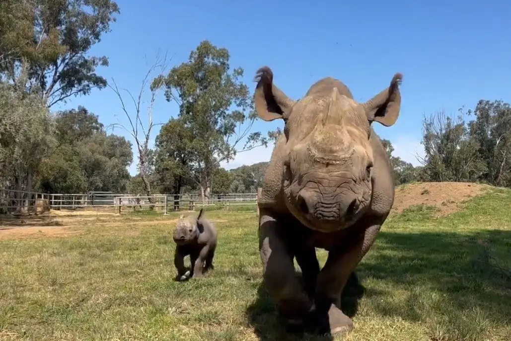 Perfect timing by zoo’s new calf for World Rhino Day
