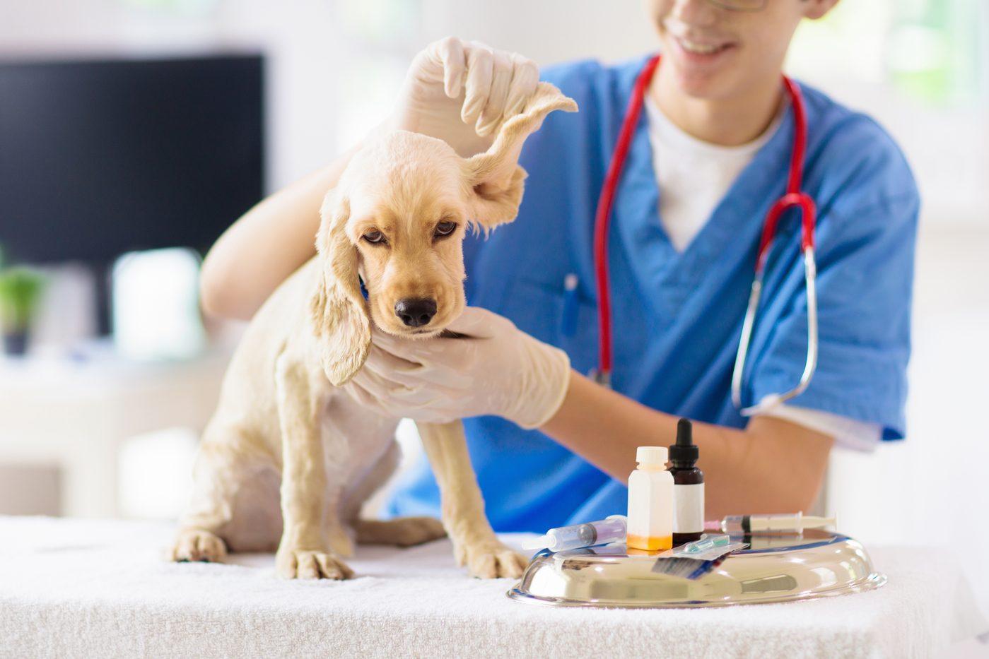 Newly-refurbished pet hospital for the far west opens at Broken Hill