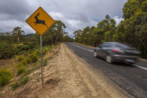 Oh deer! Drivers can report sightings on new app