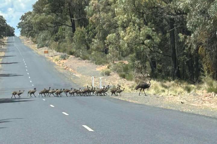 Emu photo goes viral