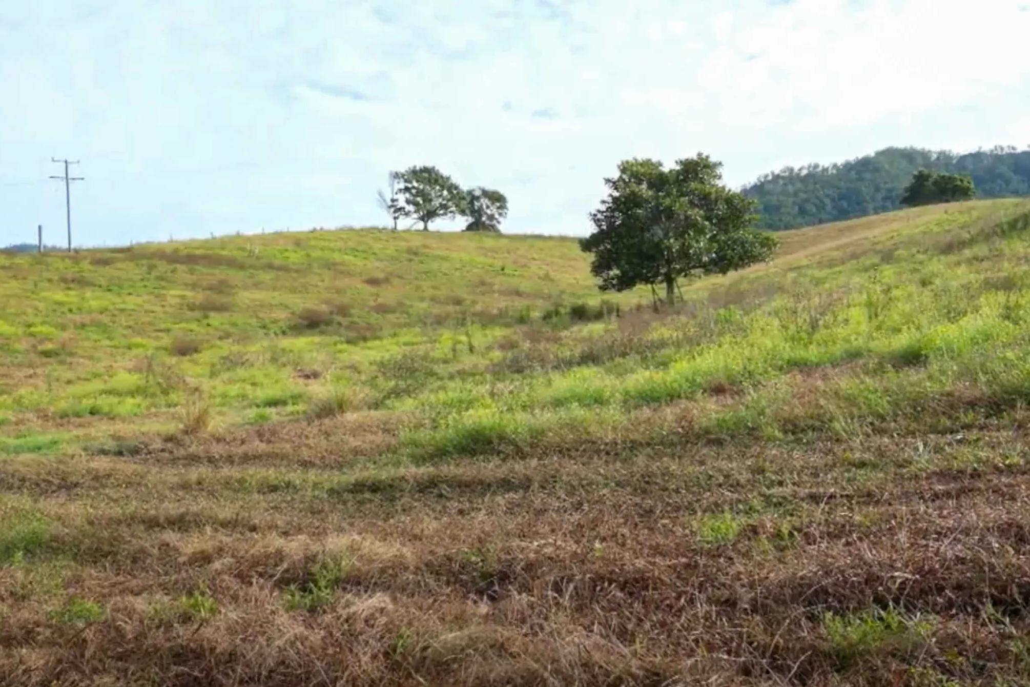 NSW producers urged to report pasture dieback as summer risk escalates
