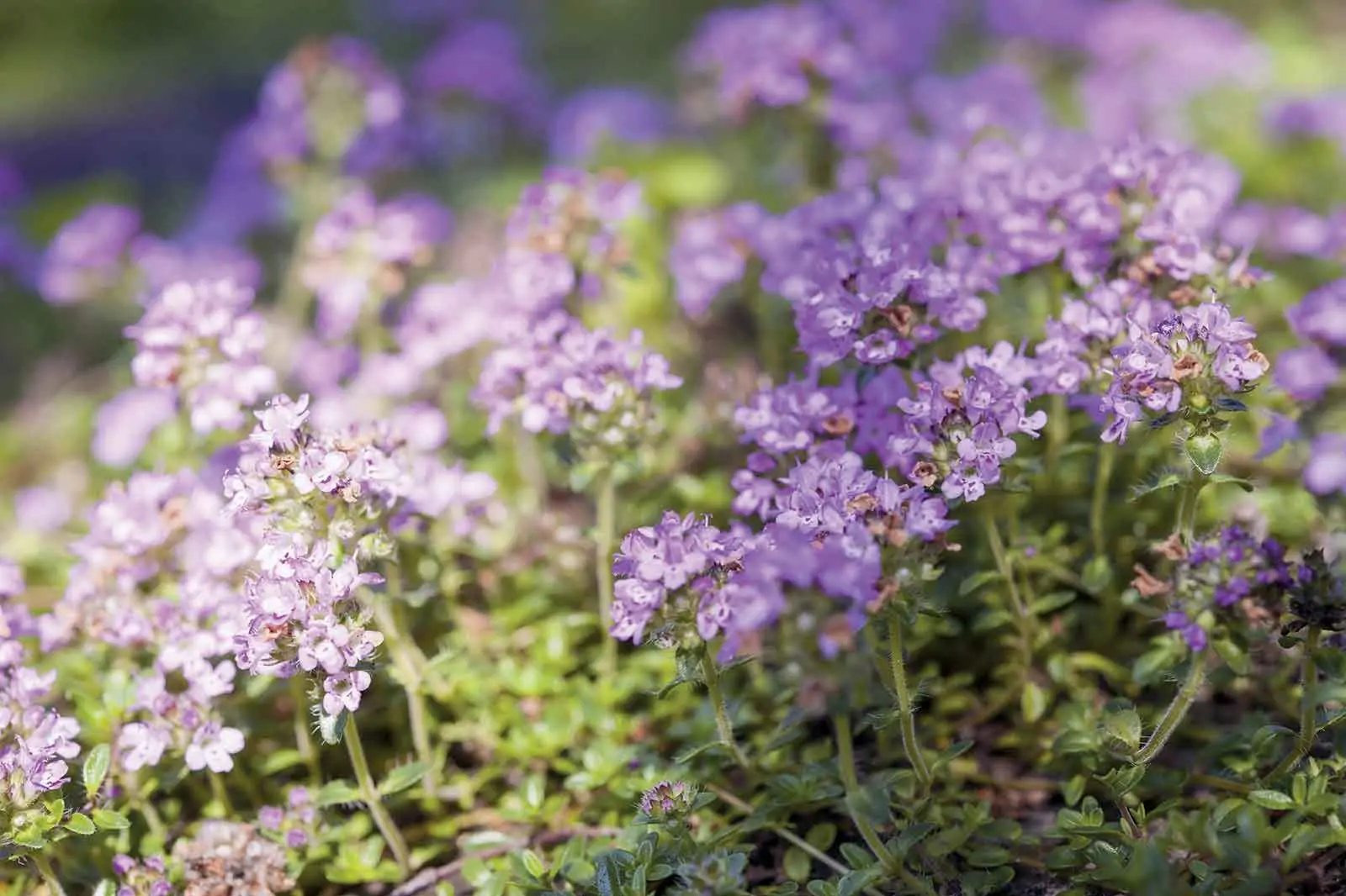 Ground cover plants offer low-maintenance alternative to traditional lawns