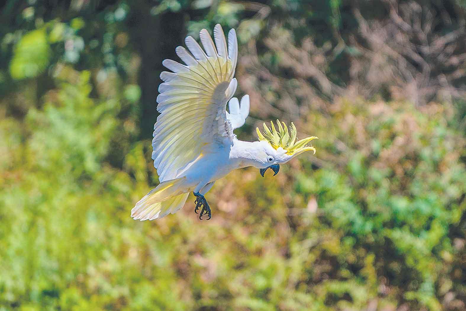 Magpies swoop to top spot in 2025 national bird count